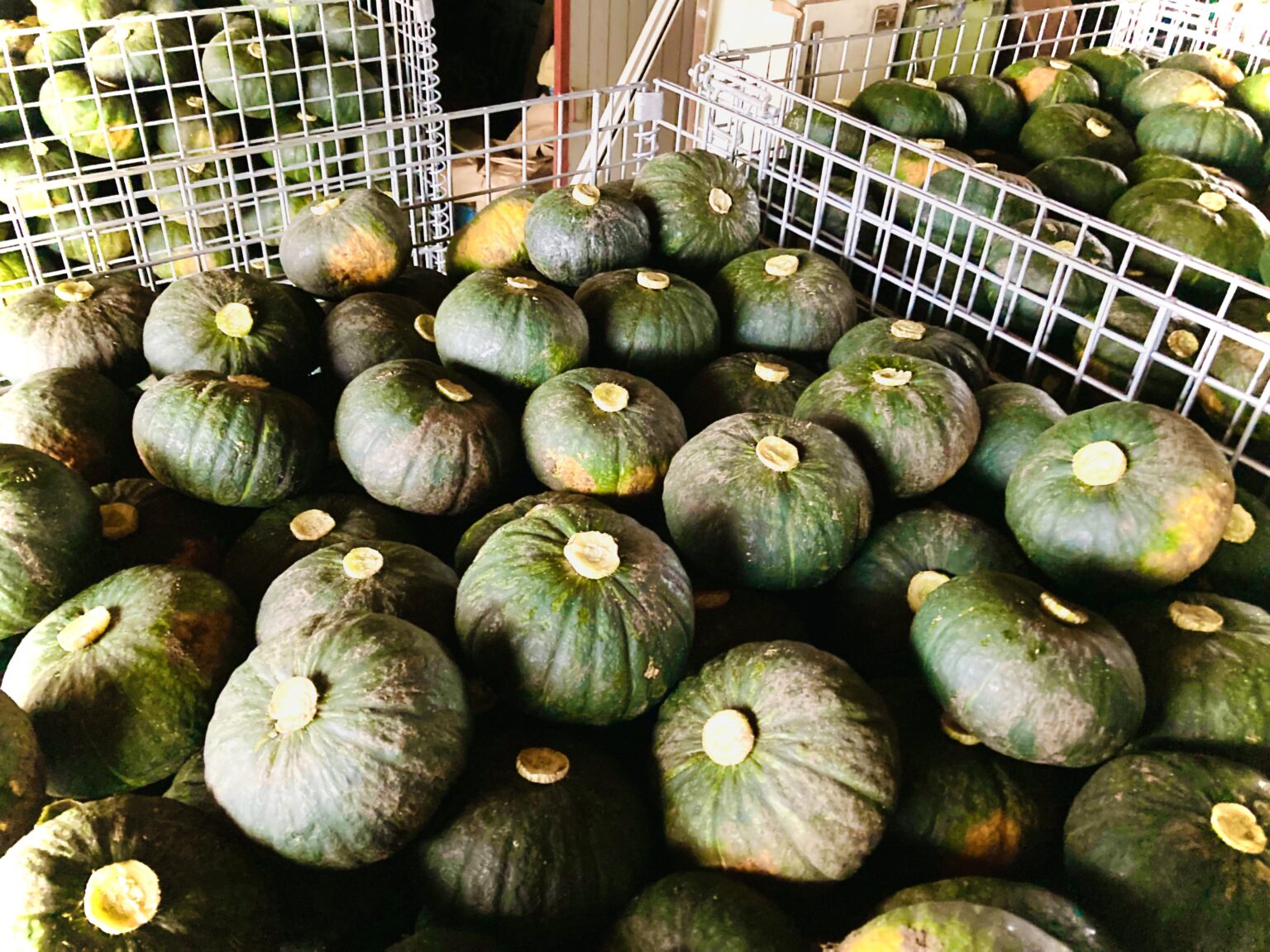 かぼちゃ くり大将 | 北海道産の美味しいビーツや西洋野菜、北海道米ふっくりんこや各種野菜の事なら愛情込めて無農薬栽培しているNK2 FARMへ