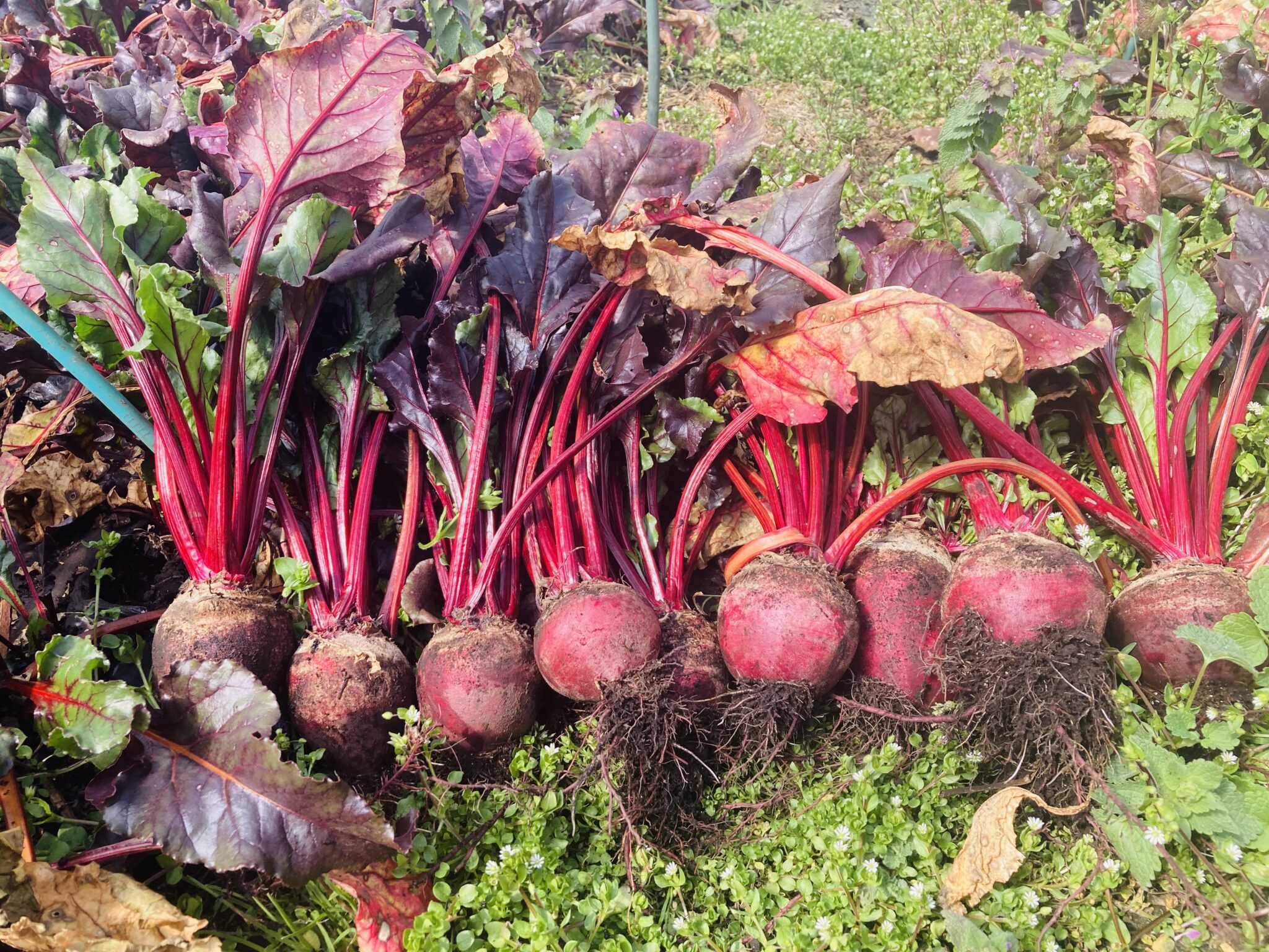 みずみずしいビーツ | 北海道産の美味しいビーツや西洋野菜、北海道米ふっくりんこや各種野菜の事なら愛情込めて無農薬栽培しているNK2 FARMへ