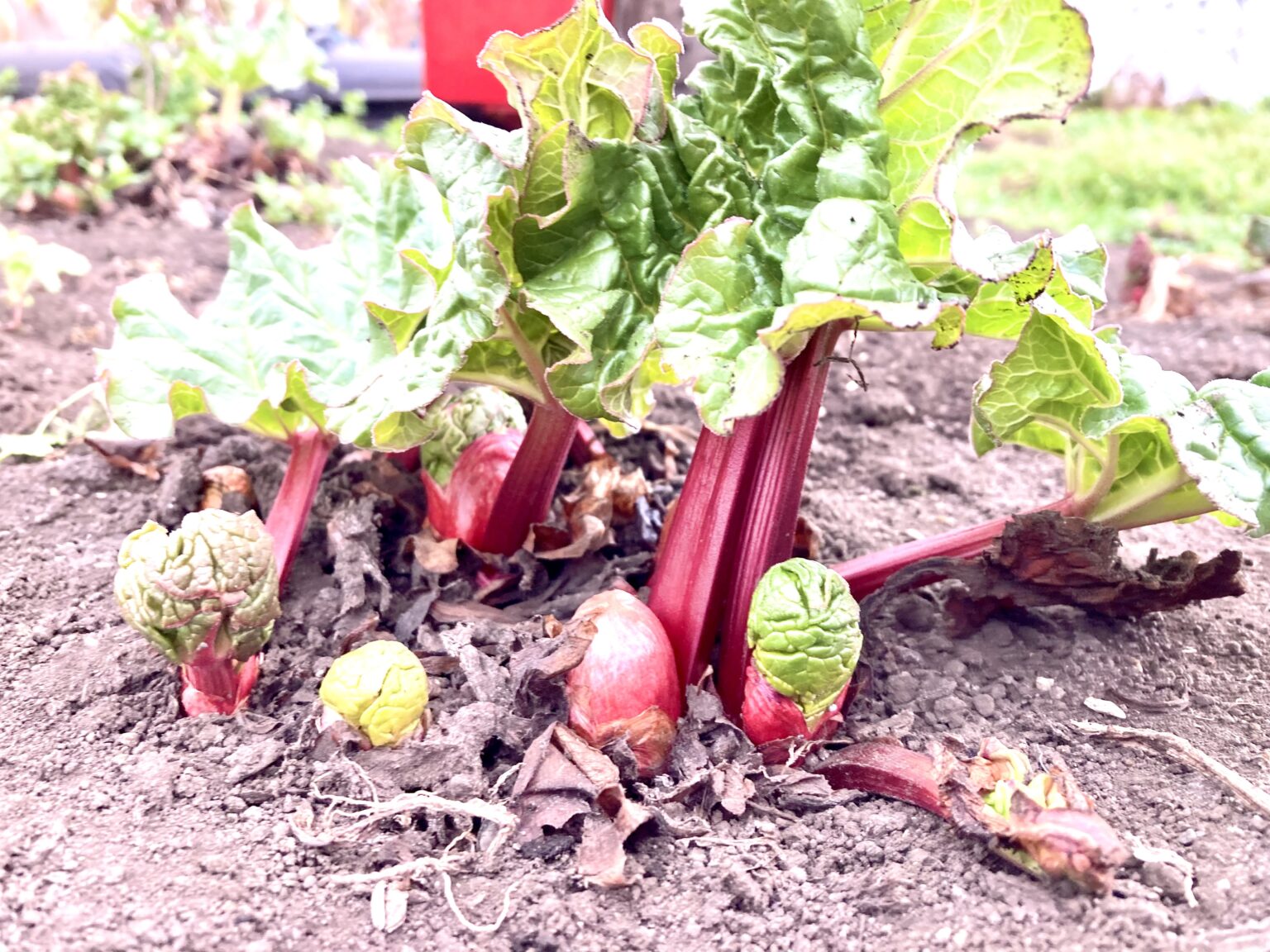 ルバーブ | 北海道産の美味しいビーツや西洋野菜、北海道米ふっくりんこや各種野菜の事なら愛情込めて無農薬栽培しているNK2 FARMへ