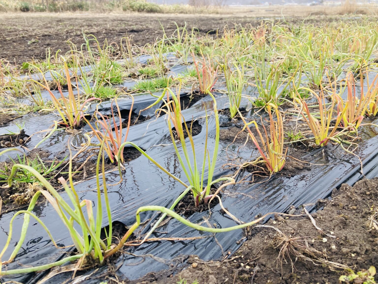 エシャロット試し抜き | 北海道産の美味しいビーツや西洋野菜、北海道米ふっくりんこや各種野菜の事なら愛情込めて無農薬栽培しているNK2 FARMへ