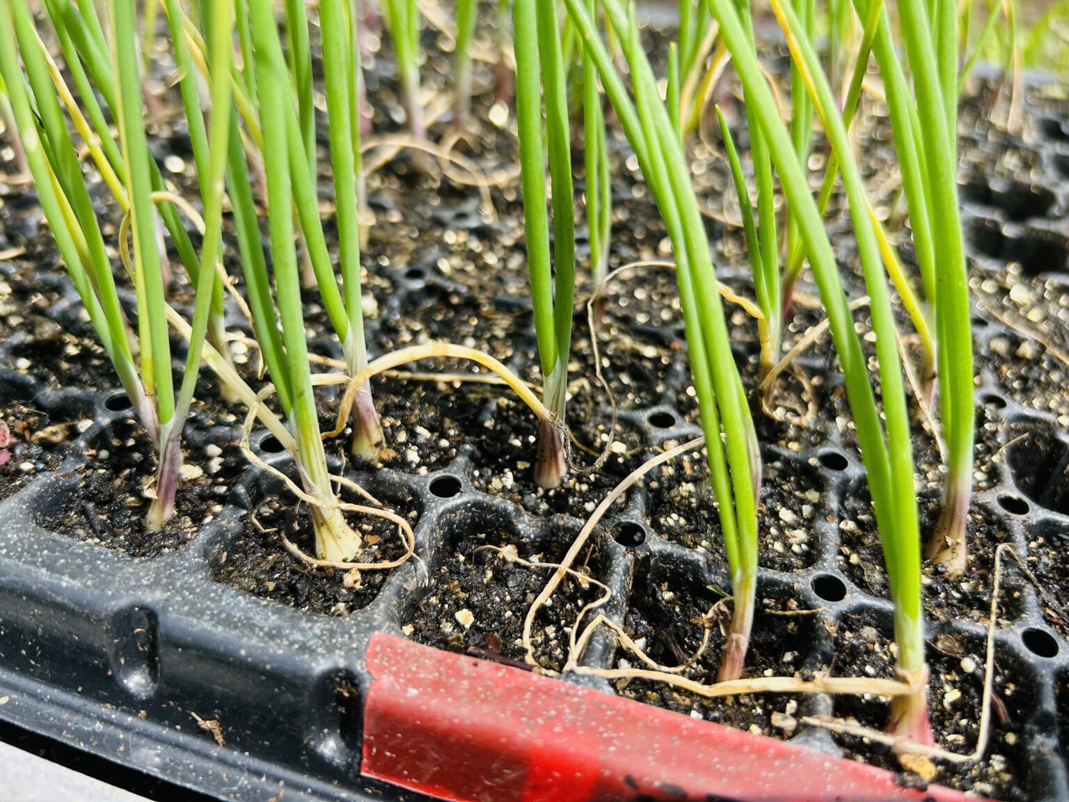 エシャロットの苗植え | 北海道産の美味しいビーツや西洋野菜、北海道米ふっくりんこや各種野菜の事なら愛情込めて無農薬栽培しているNK2 FARMへ